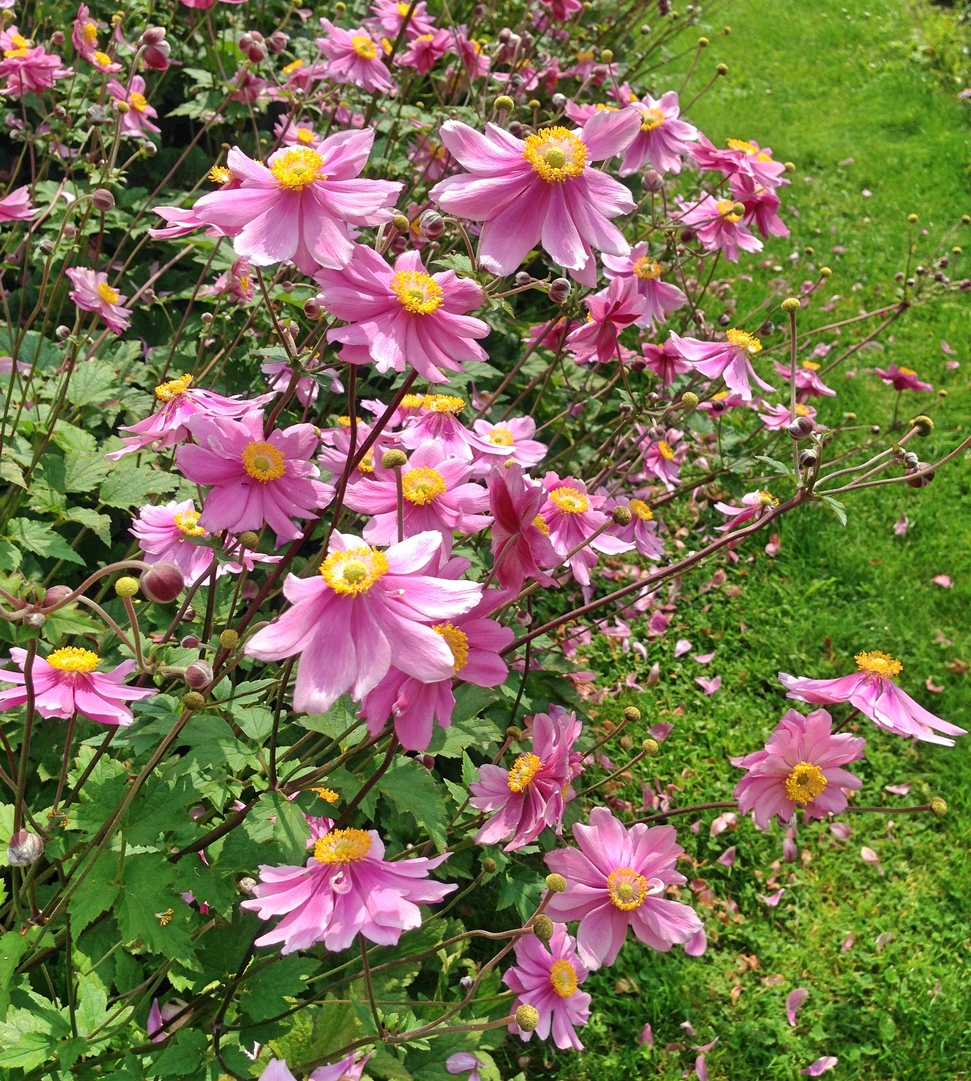 Biljke koje cvatu u travnju: Unesite boje i mirise u svoj dom ...