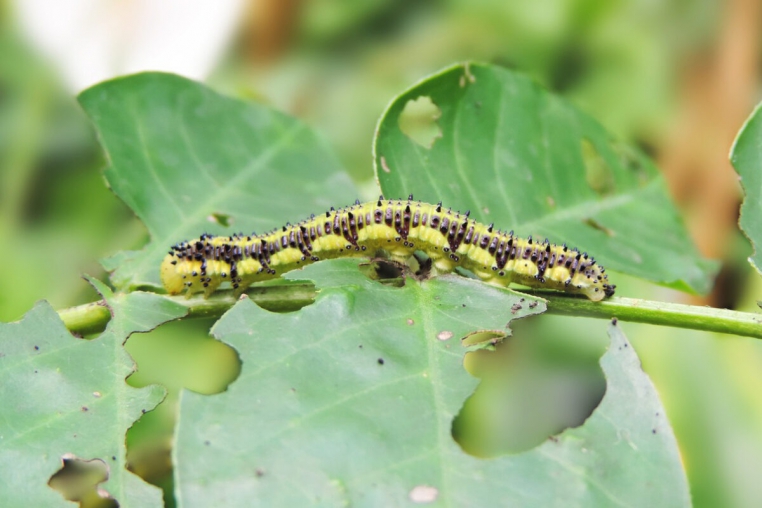 Kako se riješiti kupusnih moljaca na biljkama? | Crozilla Blog