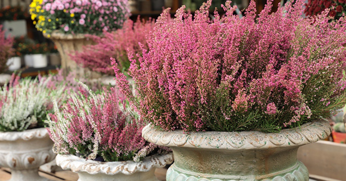 Kako uzgajati vrijesak? | Crozilla Blog