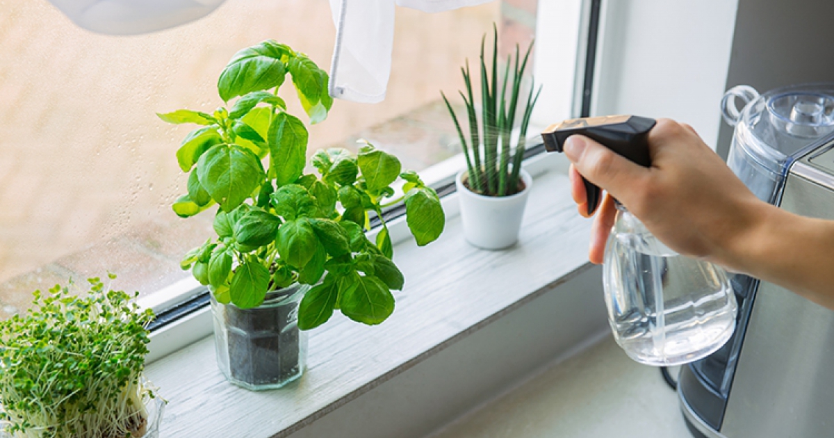 Kako unijeti miris bosiljka u svoj dom? | Crozilla Blog