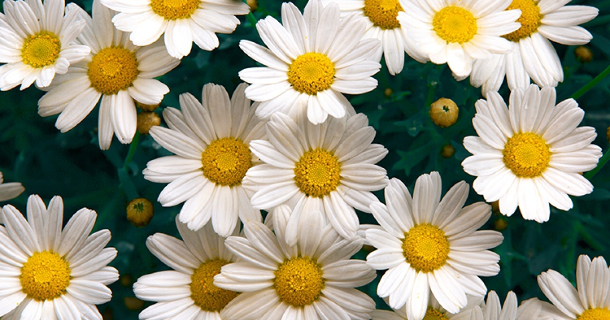 Kako imati travnjak s tratinčicama u vrtu | Crozilla Blog