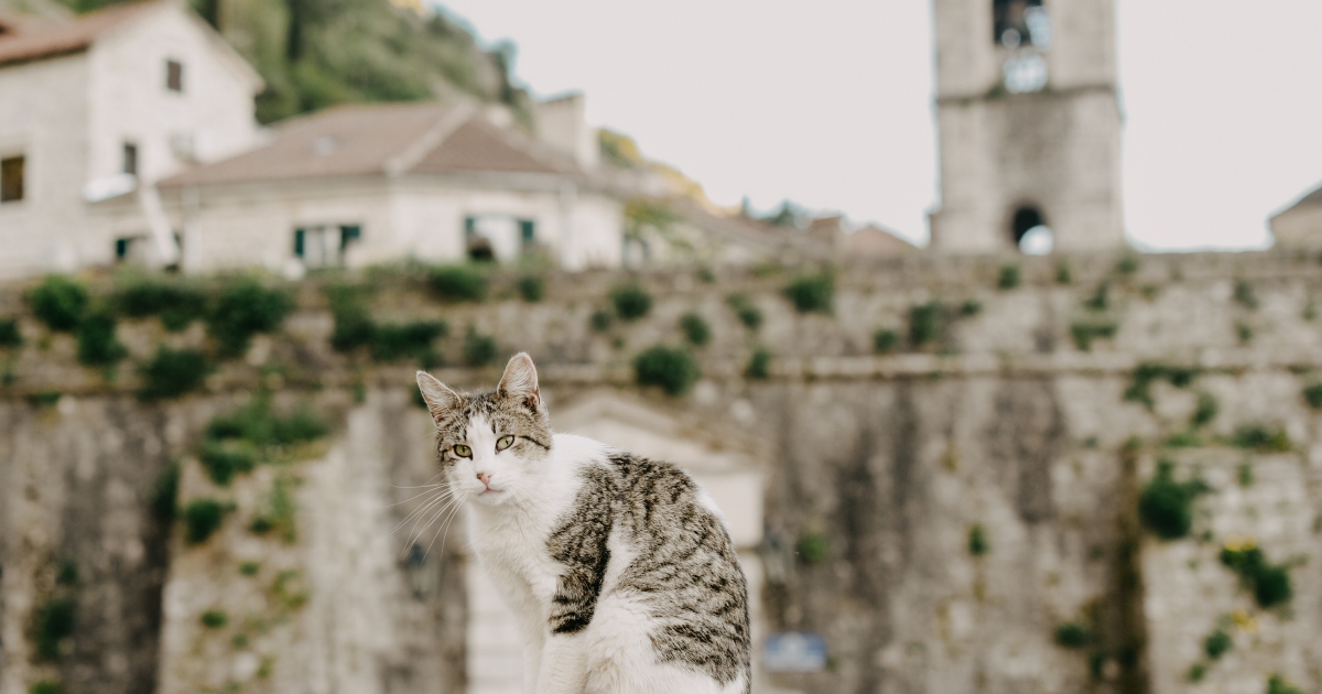 10 razloga zašto posjetiti Kotor, grad mačaka u Crnoj Gori | Crozilla Blog