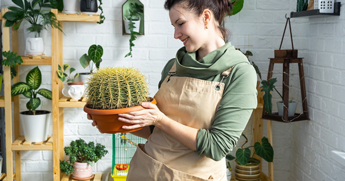 Najljepši rijetki sukulenti za uzgoj kod kuće | Crozilla Blog