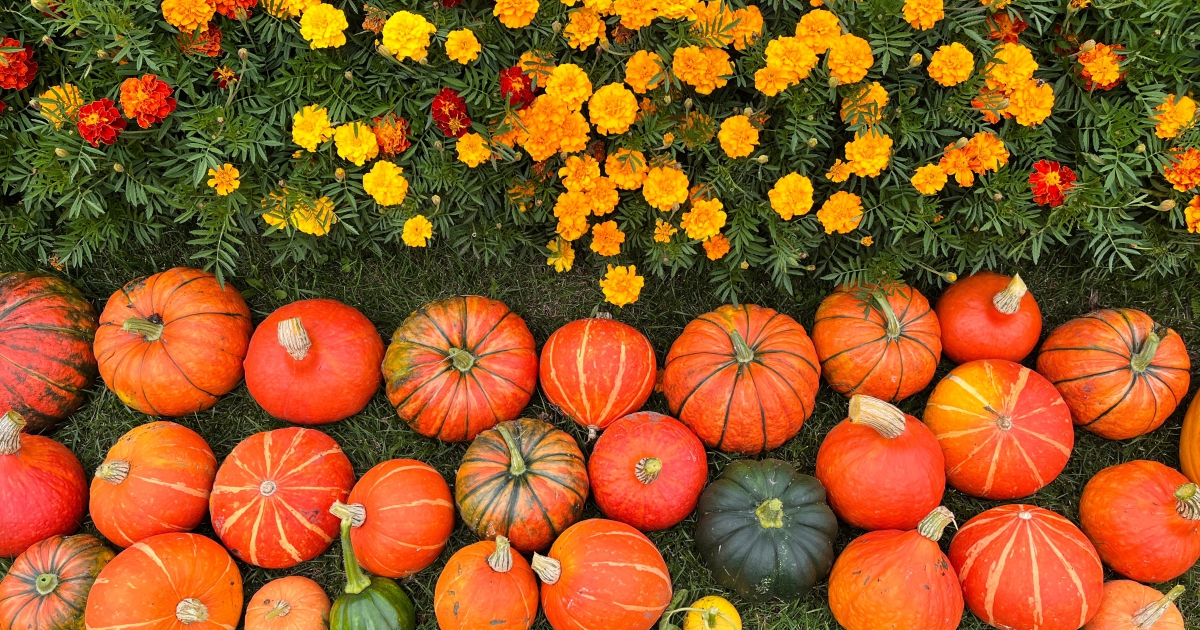 Što posaditi u listopadu u povrtnjaku, posudama i vrtu | Crozilla Blog