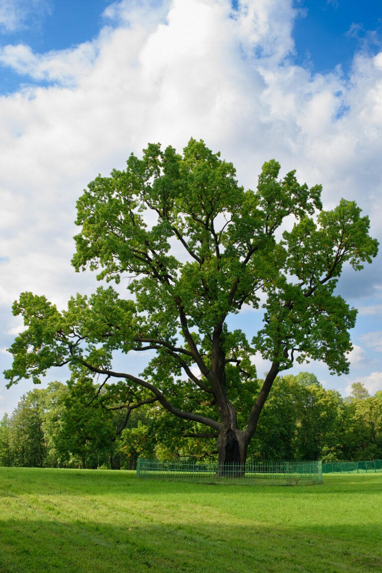 Najbolja stabla za hladovinu u vašem vrtu | Crozilla Blog